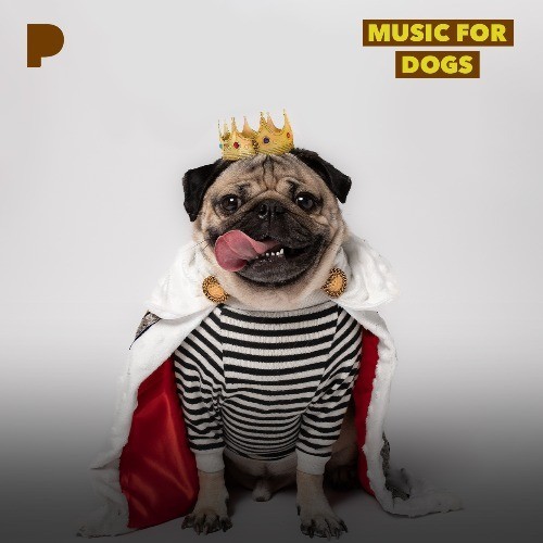 Music For Dogs Radio - Listen to Unknown, Free on Pandora Internet Radio
